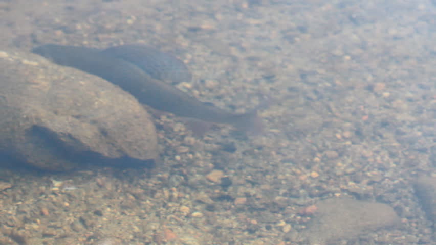6 Rheophilic fish Stock Video Footage - 4K and HD Video Clips ...