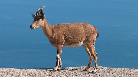 Beautiful Goat Background Sea Stock Footage Video (100% Royalty-free ...