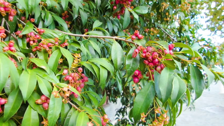 Tree of Magenta Cherry Named Stock Footage Video (100% Royalty-free ...