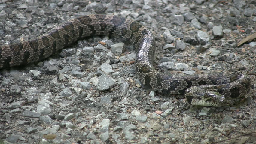 A Surprisingly Long Snake Slithers Stock Footage Video (100% Royalty ...