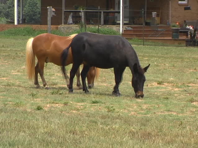 perros apareándose en el patio de: video de stock (totalmente libre de ...