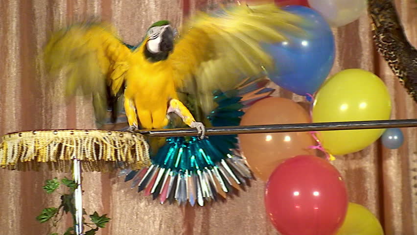 Trained Circus Parrot. Stock Footage Video (100% Royalty-free) 2073029 ...