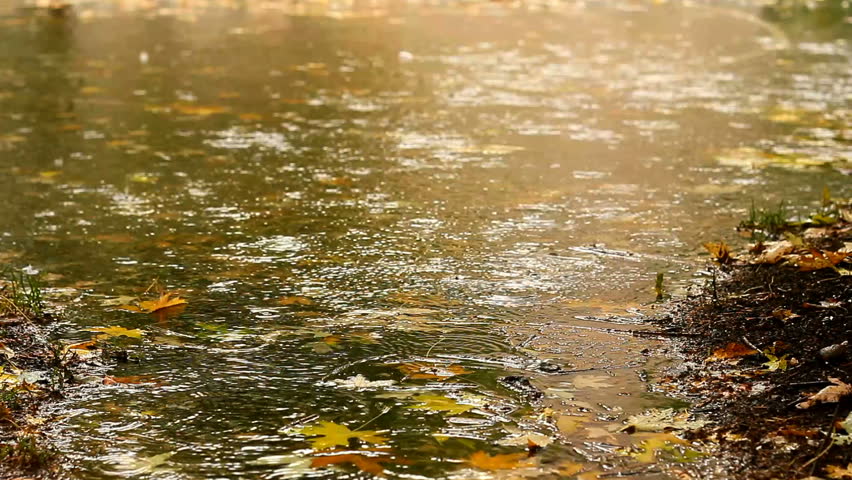 rainy day fall lots yellow leaves Stock Footage Video (100% Royalty ...