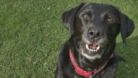 Black Labrador Barking On Command Slow Stock Footage Video (100% ...