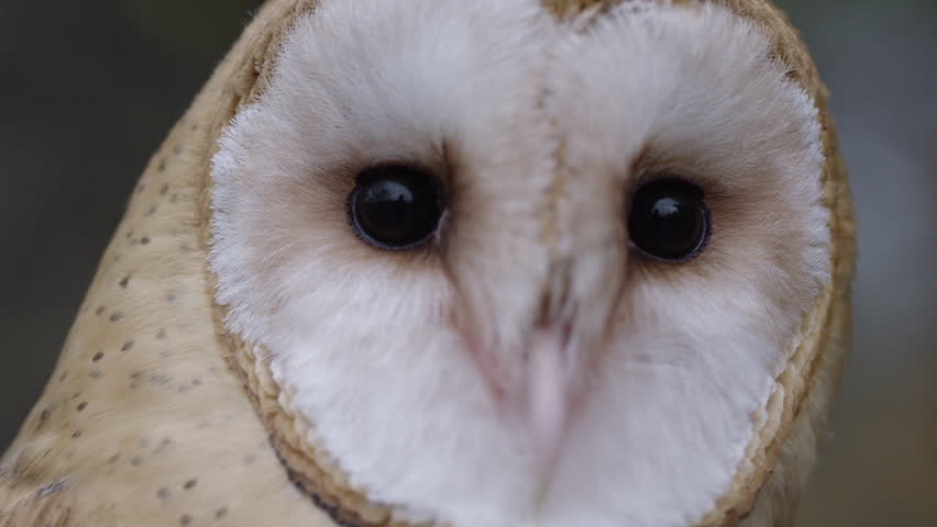 [barn Owl Moving Head Side Stock Footage Video (100% Royalty-free ...