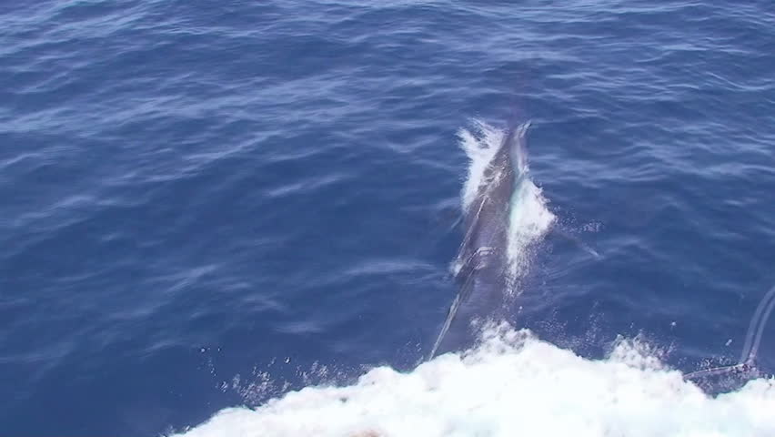 Sailfish Jumping, Sport Fishing. Real Stock Footage Video (100% Royalty ...