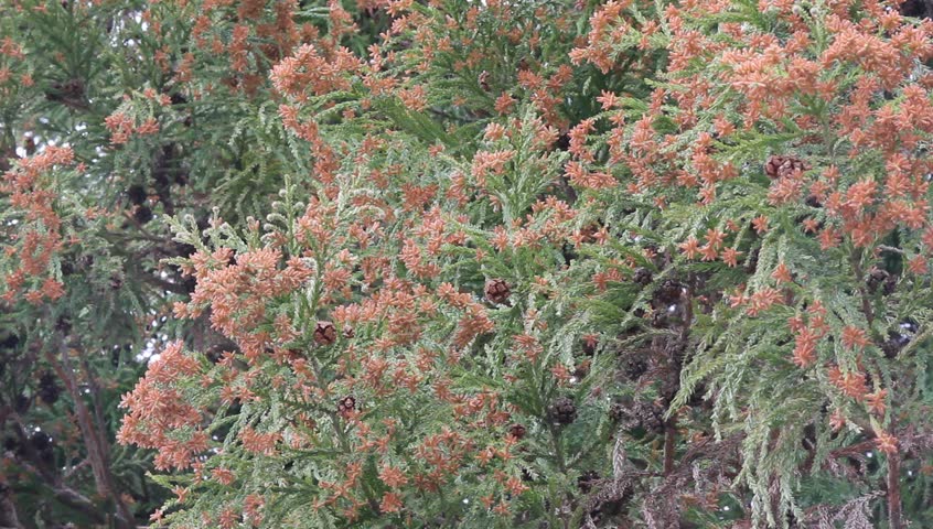 Cedar Tree Cedar Pollen Stock Footage Video 100 Royalty Free 2080085 Shutterstock