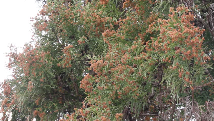cedar tree pollen Stock Footage Video (100% Royalty-free) 2080088 ...