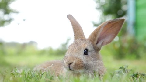 Cute Fluffy Brown Rabbit Big Ears Stock Footage Video (100% Royalty ...