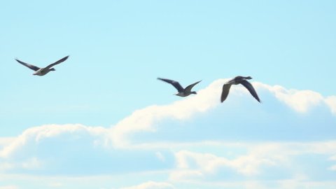 Three Birds Flying Blue Sky Nature Stock Footage Video (100% Royalty ...