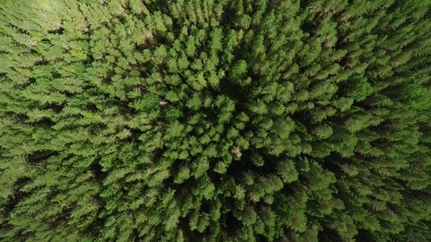 Dense Coniferous Forest Top View Aerial Stock Footage Video (100% ...