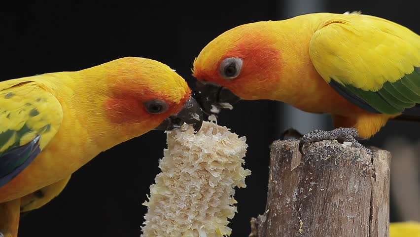 Sun Conure Parrot Eat a Stock Footage Video (100% Royalty-free) 2082743 ...