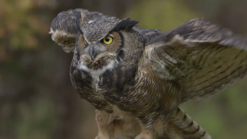 Horned Owl Slow Motion Landing Stock Footage Video (100% Royalty-free ...