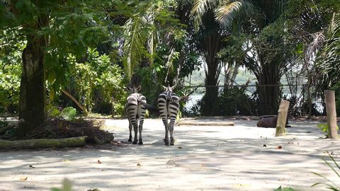 Zebra Booty Zoo Summer Stock Footage Video (100% Royalty-free) 20871508 ...