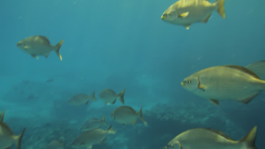 Yellow Chub Fish Caribbean Ocean Stock Footage Video (100% Royalty-free ...