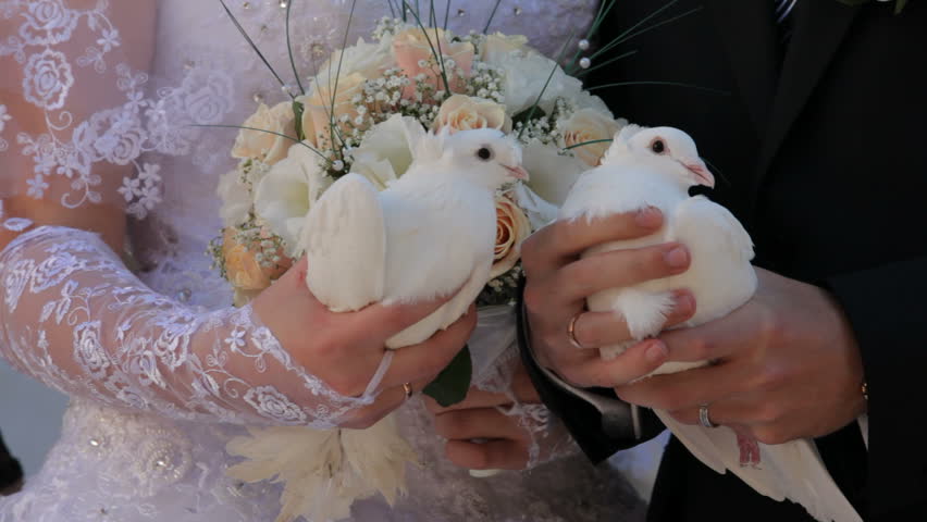 wedding pigeons newlyweds holding white hands Stock Footage Video (100% ...