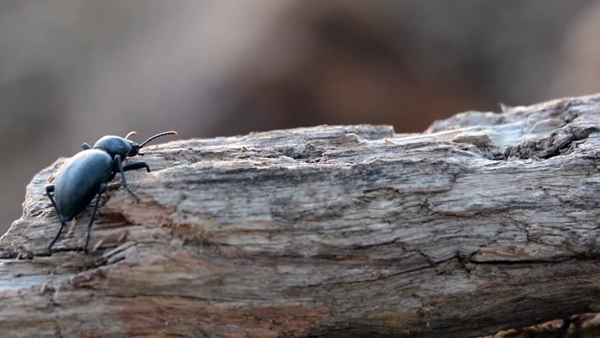 black beetle on tree branch Stock Footage Video (100% Royalty-free ...