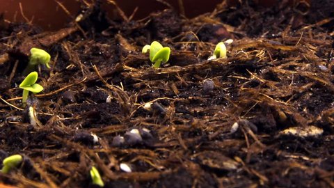 Sprouting Shoots Grass Timelapse Stock Footage Video (100% Royalty-free ...