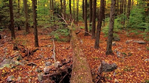 Walking Over Log Beautiful Forest 4k Stock Footage Video (100% Royalty ...