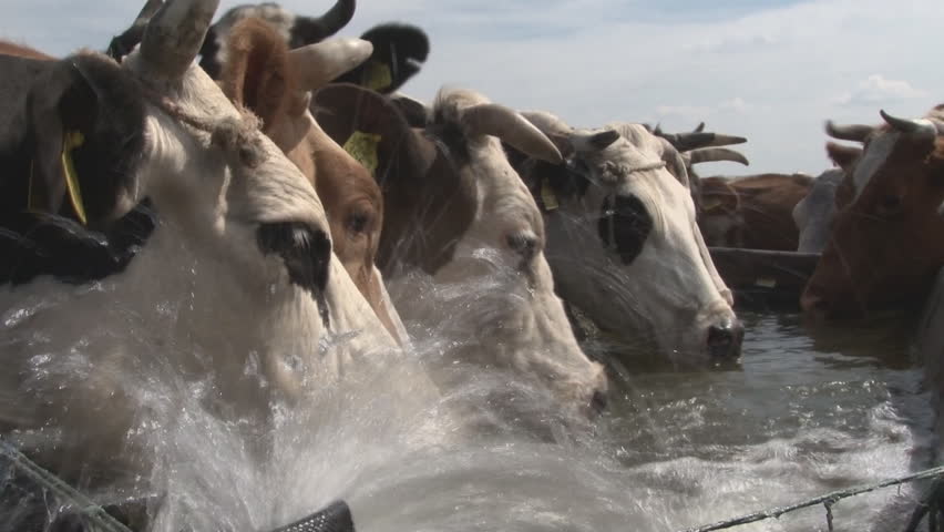 Cows On Watering Place Stock Footage Video (100% Royalty-free) 20961778 ...