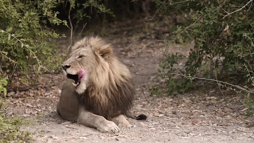 male lion slow motion chobe national Stock Footage Video (100% Royalty ...