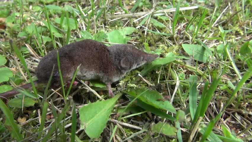 Common Shrew Sorex Araneus Running Stock Footage Video (100% Royalty ...