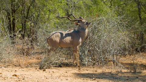 Greater Kudu Male Antelope Large Turning Stock Footage Video (100% ...