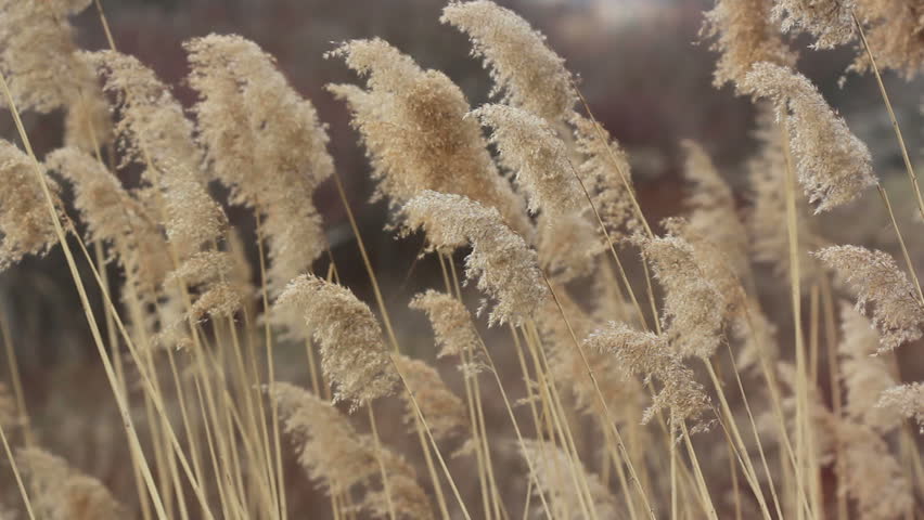 dry sedge wind Stock Footage Video (100% Royalty-free) 2099402 ...