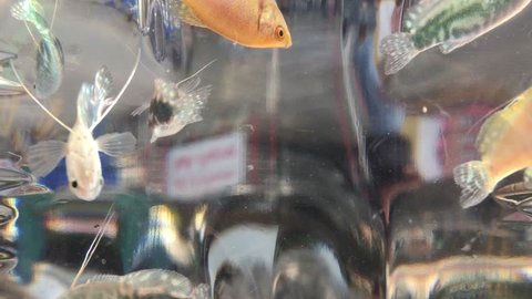 Group Fish Plastic Bag Waiting Release Stock Footage Video (100% ...