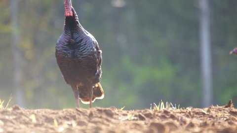 Wild Turkey Immature Male Jake Gobble Stock Footage Video (100% Royalty ...