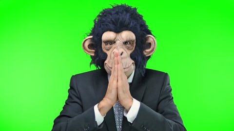 Monkey Man Pleading On Green Screen Stock Footage Video (100% Royalty ...