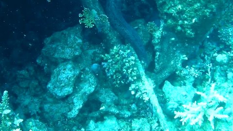 Giant Moray Eel Ship Wreck Being Stock Footage Video (100% Royalty-free ...