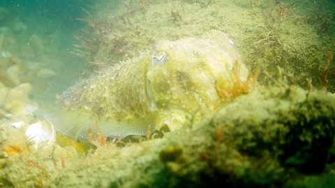 Cuttlefish Off British Coastline Sitting Facing Stock Footage Video ...