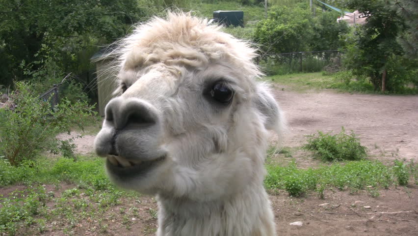 pretty llama says hello becomes disinterested Stock Footage Video (100% ...