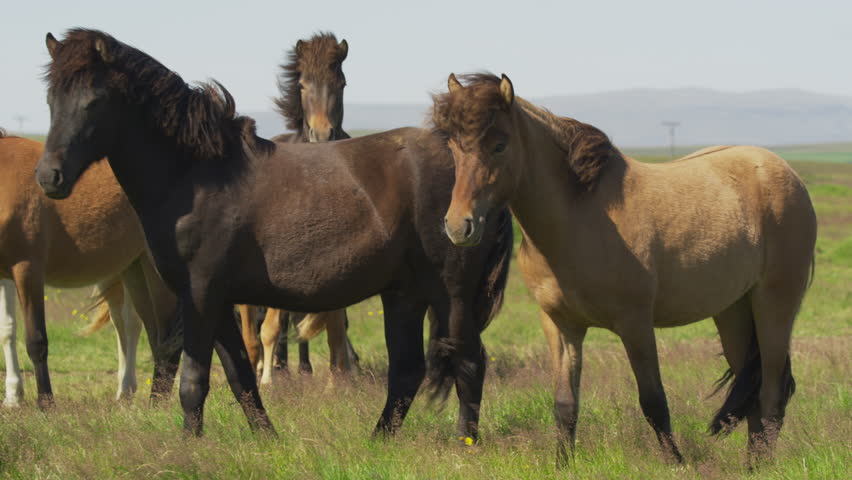 Medium Panning Shot of Icelandic Stock Footage Video (100% Royalty-free ...