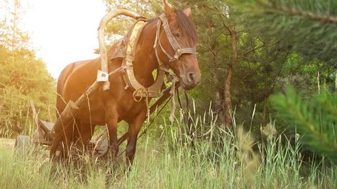 Bay Horse Harnessed Wooden Cart On Stock Footage Video (100% Royalty ...