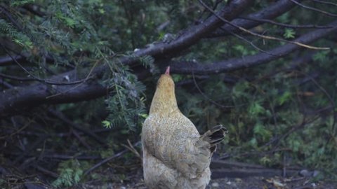 Hen Jumping On Tree Stock Footage Video (100% Royalty-free) 21068560 ...