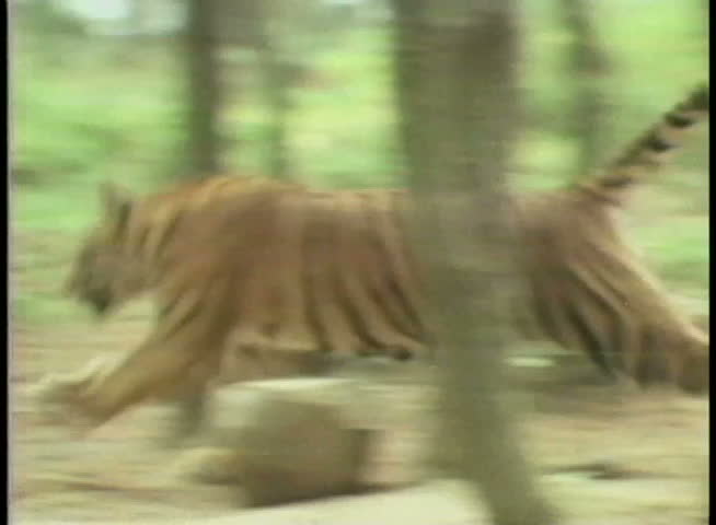 Men Hunting Tiger in Forest Stock Footage Video (100% Royalty-free ...