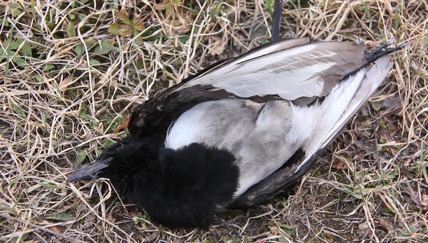 dead bird Stock Footage Video (100% Royalty-free) 2109368 | Shutterstock