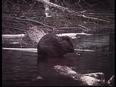 Beaver Washing Itself River Stock Footage Video (100% Royalty-free ...