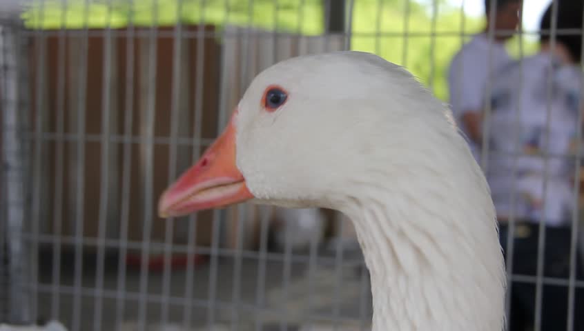 Geese in a Cage Stock Footage Video (100% Royalty-free) 2111849 ...