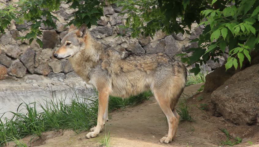 wolf zoo Stock Footage Video (100% Royalty-free) 2111915 | Shutterstock