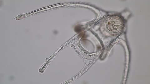 Echinodermata Larvae Marine Under Microscope View Stock Footage Video ...