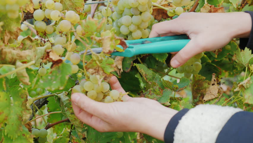 work vineyard hands scissors carefully cut Stock Footage Video (100% ...