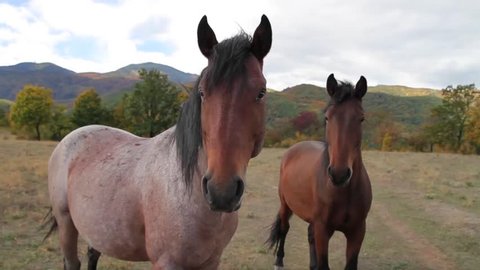 Horses Stock Footage Video (100% Royalty-free) 21159652 | Shutterstock