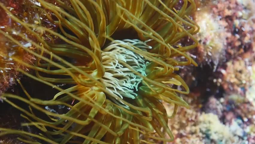 Tube anemone (Cerianthus filiformis) in the ocean image - Free stock ...