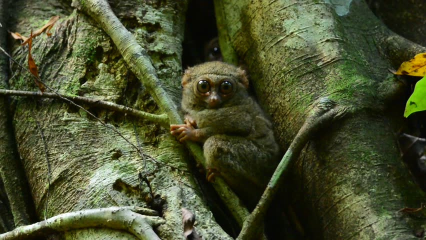 Eastern Tarsier Stock Video Footage - 4K and HD Video Clips | Shutterstock