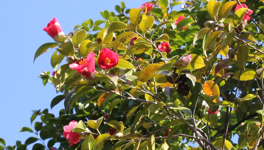 Red Camellia Flower Tree Stock Footage Video (100% Royalty-free ...
