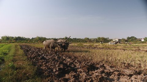 Panning Left Farmer Ploughing Paddy Field Stock Footage Video (100% ...