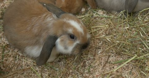 big red rabbit on grass cute Stock Footage Video (100% Royalty-free ...